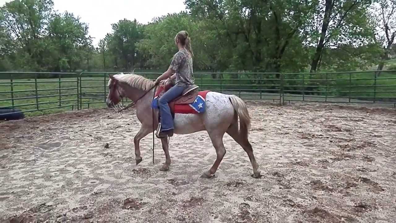 Dually 7 Year old Red Roan Welsh Pony!:) - YouTube