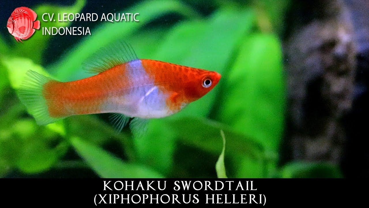 KOHAKU SWORDTAIL. The POPULAR Red and White Swordtail. (Leopard Aquatic ...