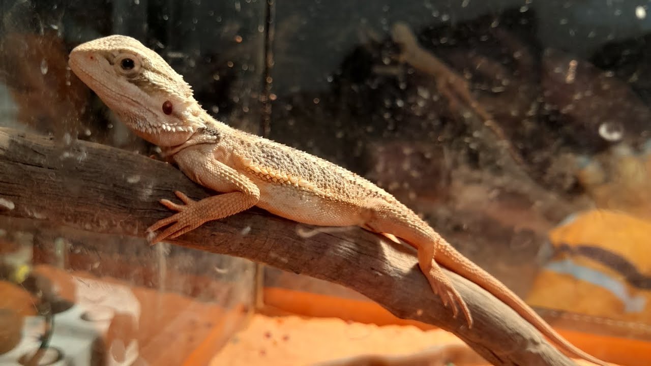 feeding my beirded dragon - YouTube