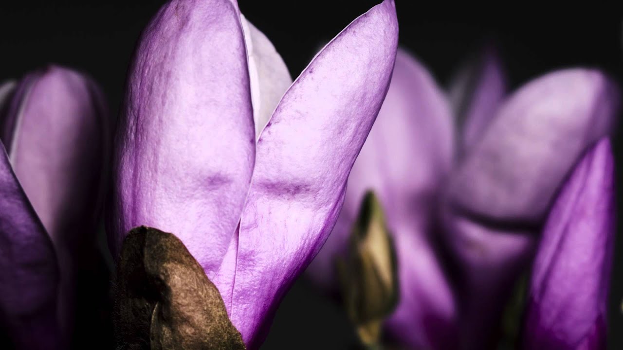 Spring Movement - YouTube