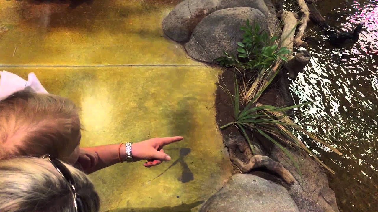 DUCKS! at the Pyramid Bass Pro Shop - YouTube