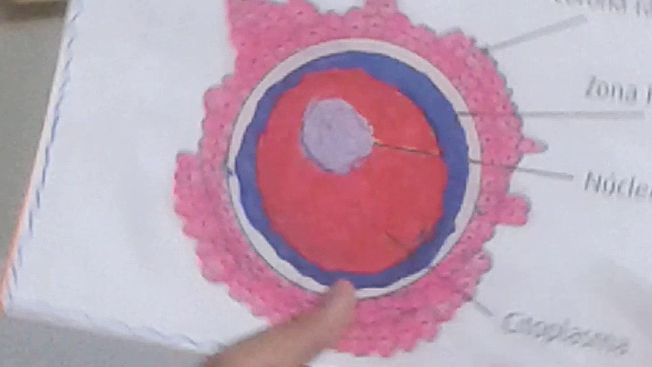 Como hacer una maqueta del espermatozoide y ovulo fácil - YouTube