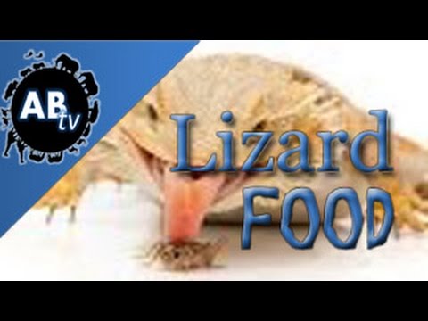Lizard Food : SnakeBytesTV : AnimalBytesTV - YouTube