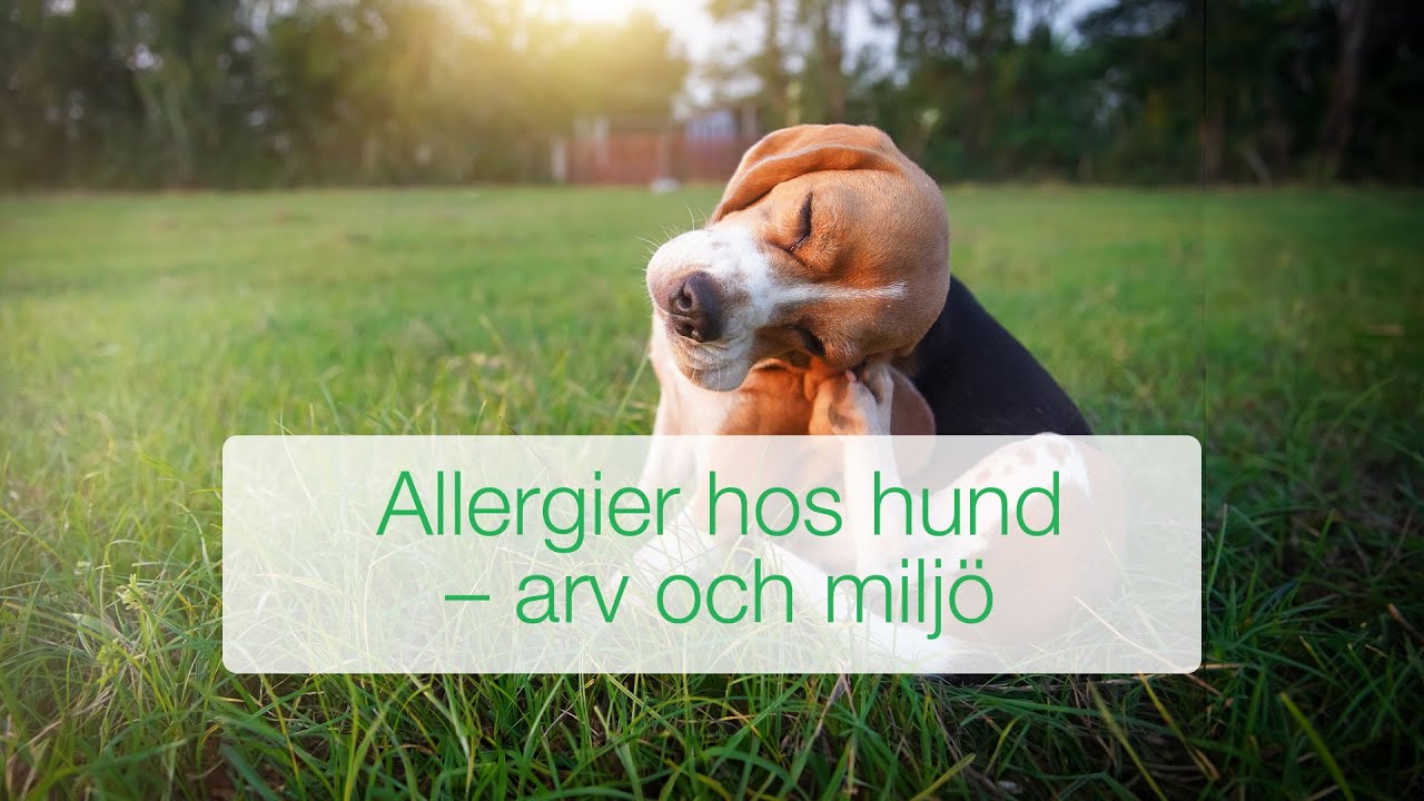 Allergier hos hund - arv & miljö, vad vet man, vad säger forskningen ...