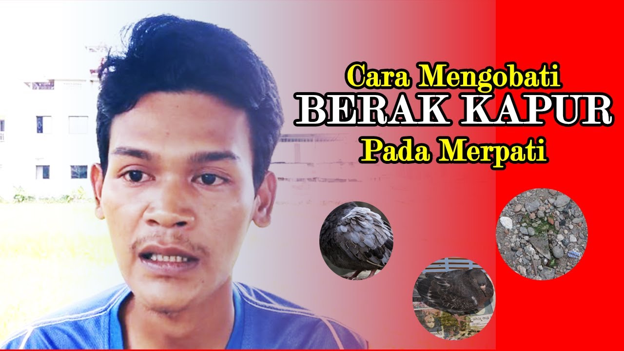 Cara Mengobati Berak Kapur Pada Merpati Terbukti Efektif Dan Cepat ...