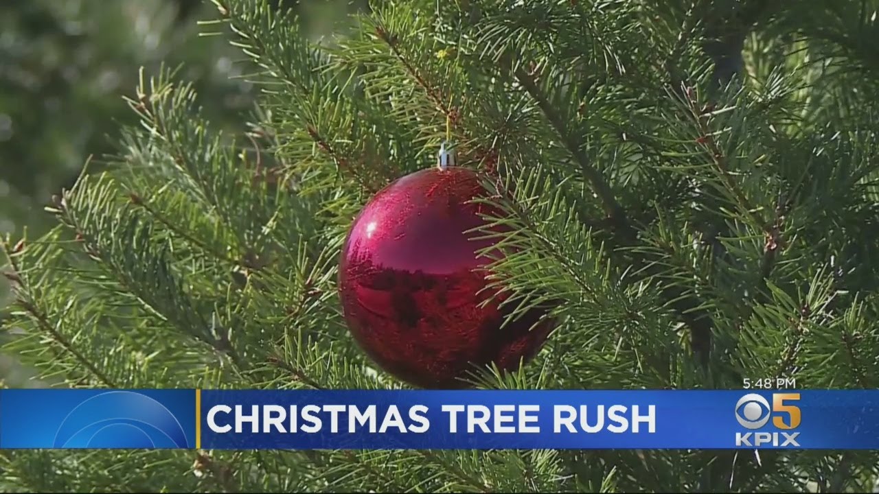 Early Rush For Christmas Trees Amid Pandemic - YouTube