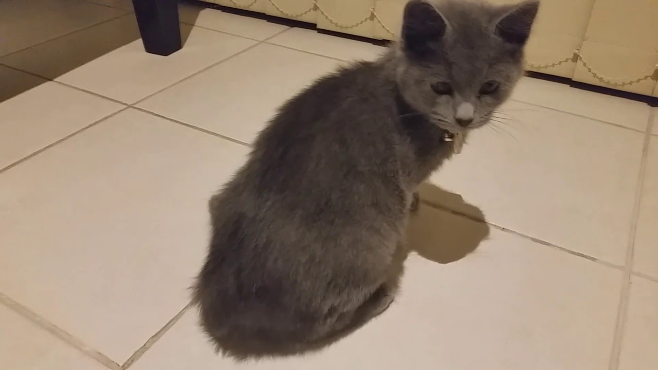 Kitten playing with Earwig i bet you don't Know What kind of cat this ...