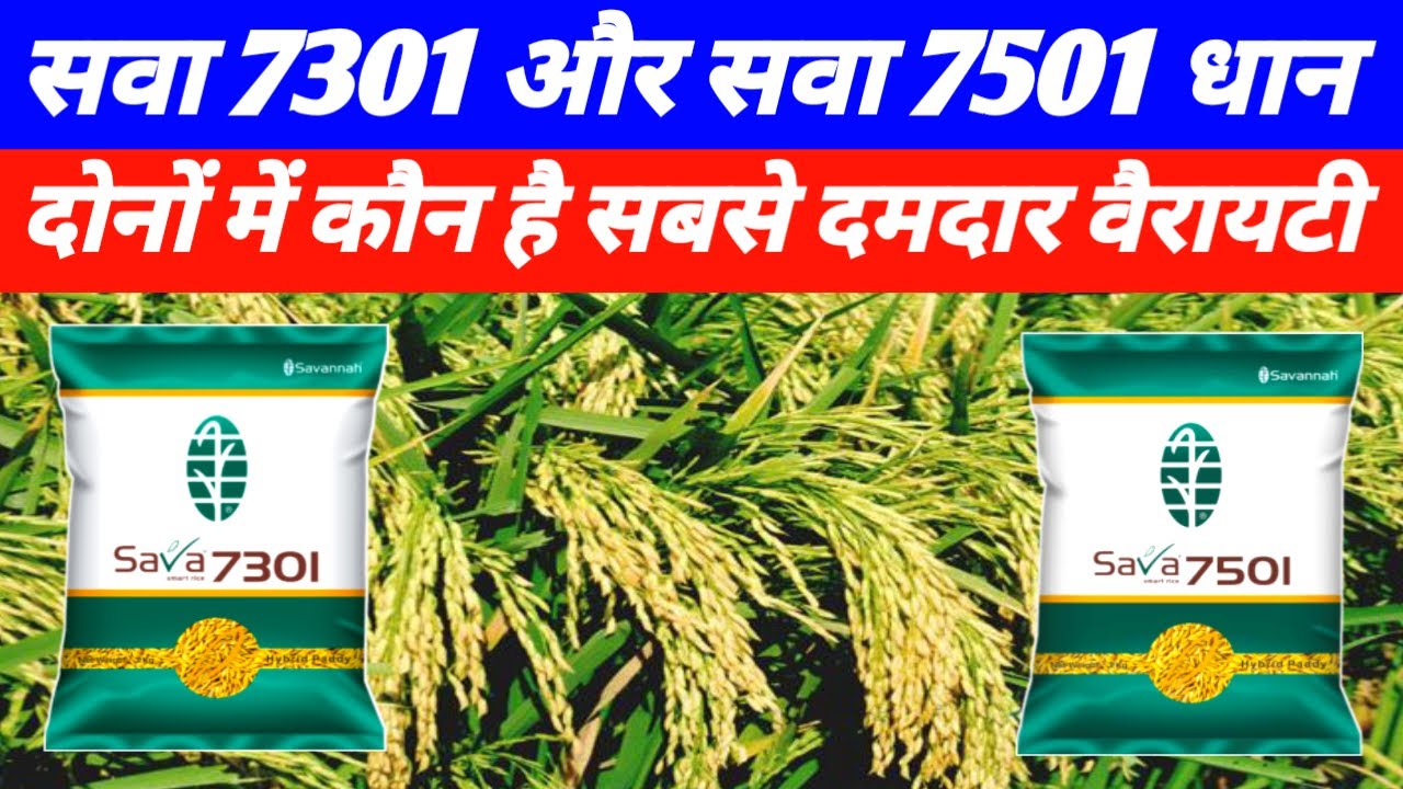 सवा 7301 और सवा 7501 धान की 2 नई किस्मों की जानकारी | Sava 7301 vs Sava ...