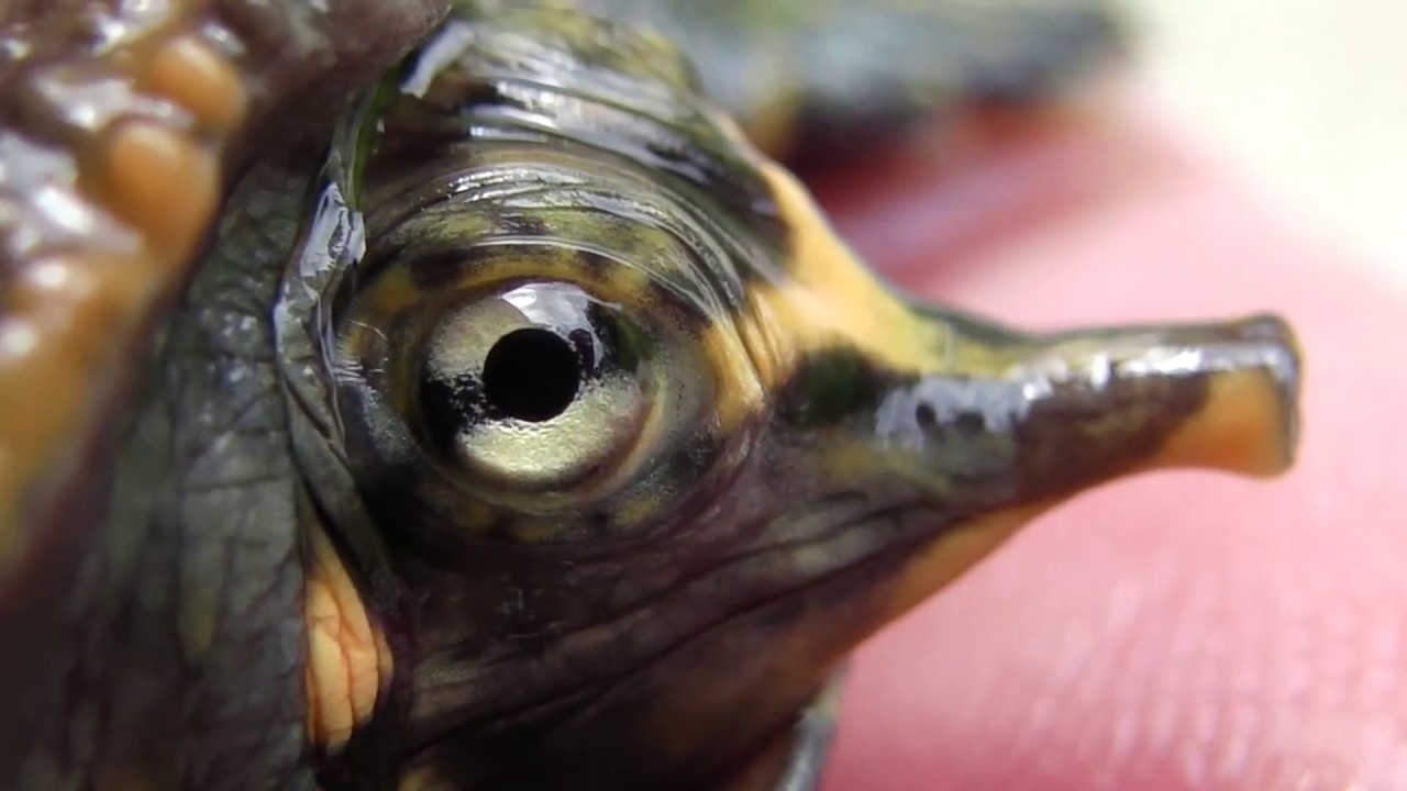 Baby Turtle Find ( soft shell ) - YouTube