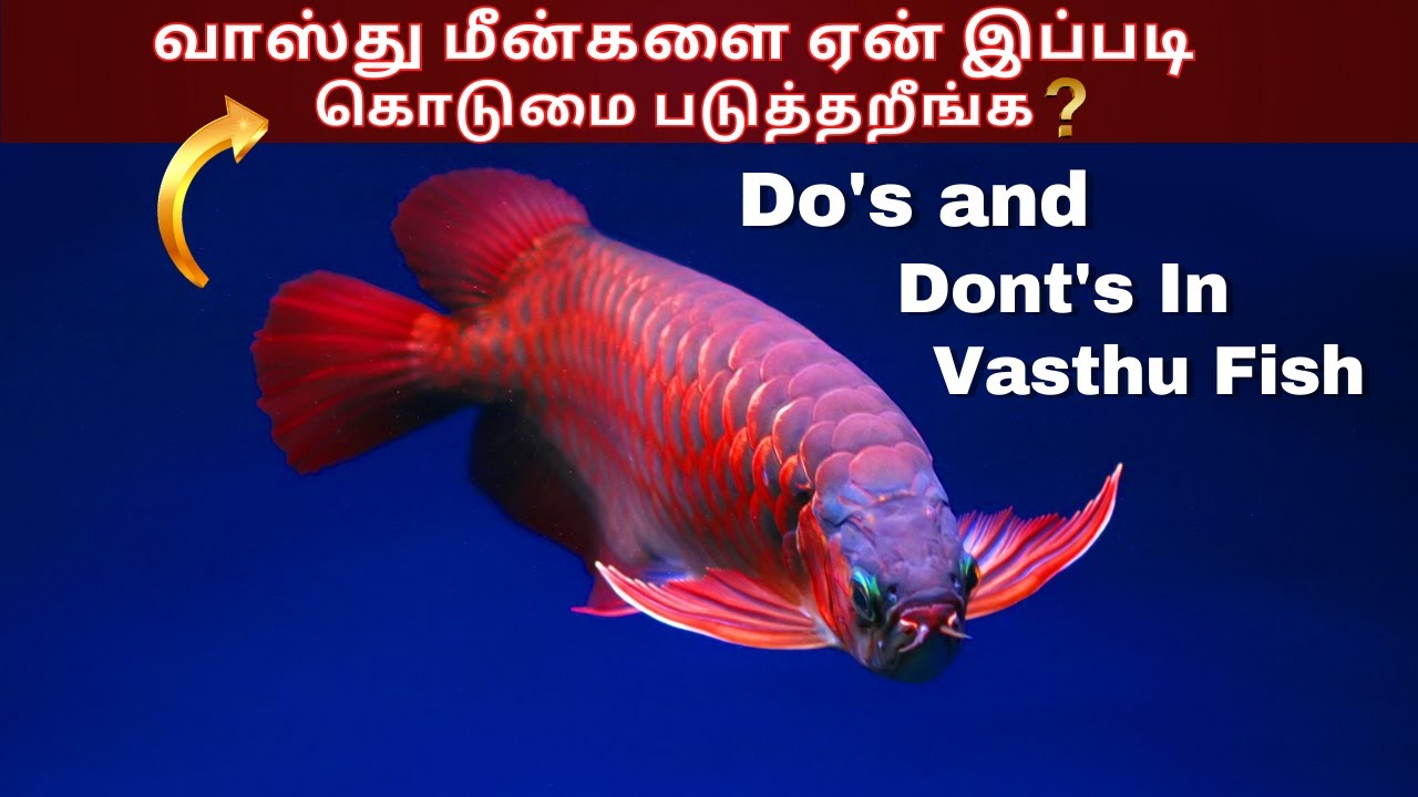 வாஸ்து மீன்களை ஏன் இப்படி கொடுமை படுத்தறீங்க? | Basic Needs of Vasthu ...