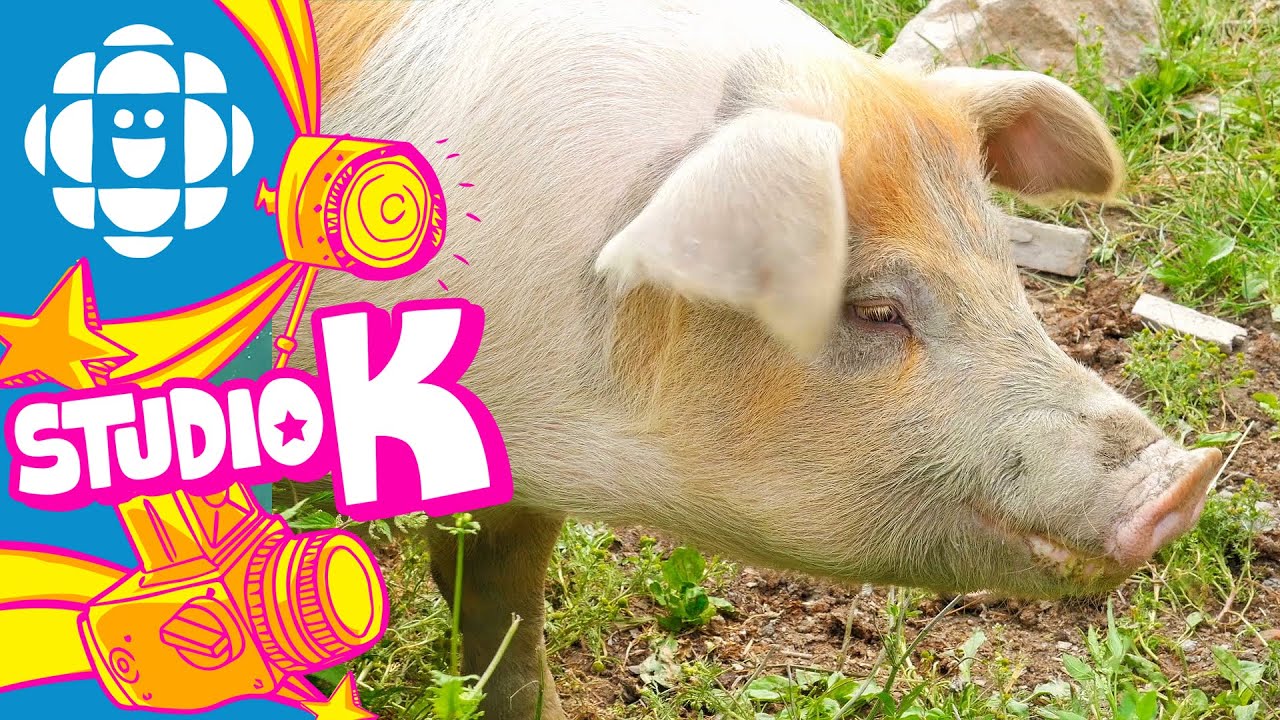 3 Second Animals: Pig | CBC Kids - YouTube