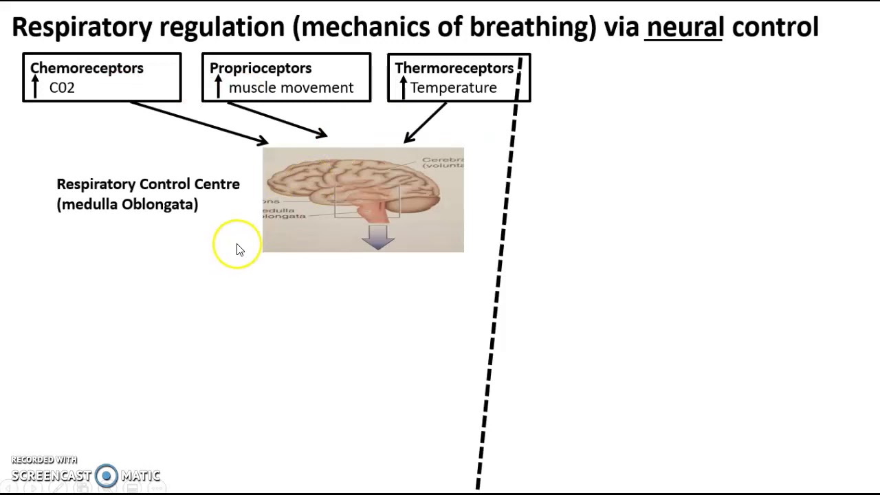 Neural/cchemical regulation of the mechanics of breathing - YouTube