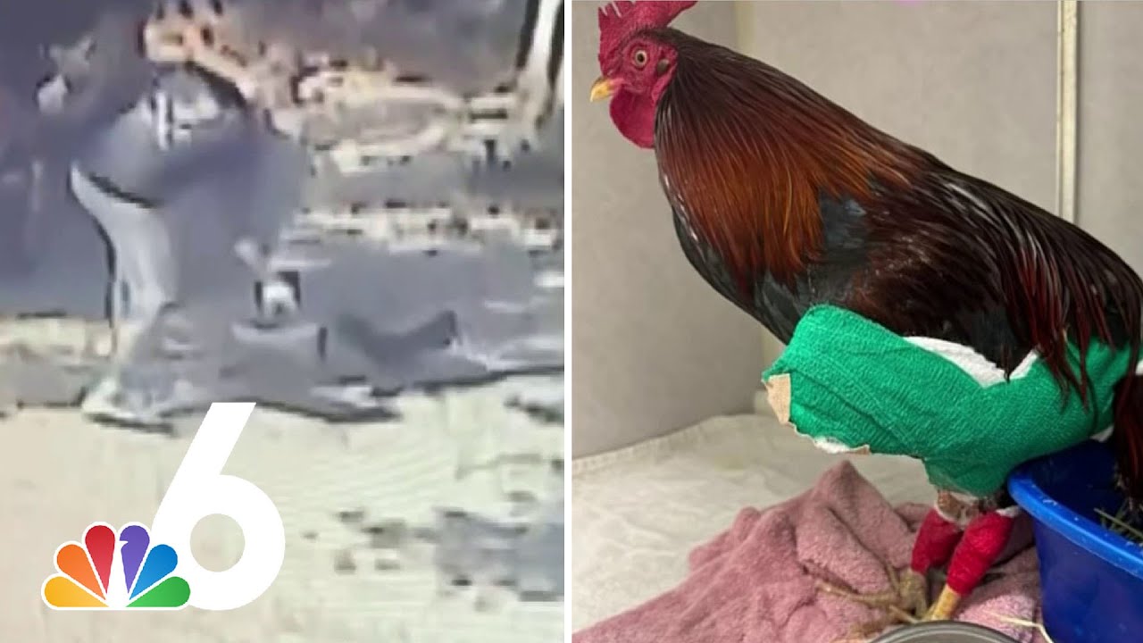 Man caught on camera viciously beating rooster in Fort Lauderdale ...