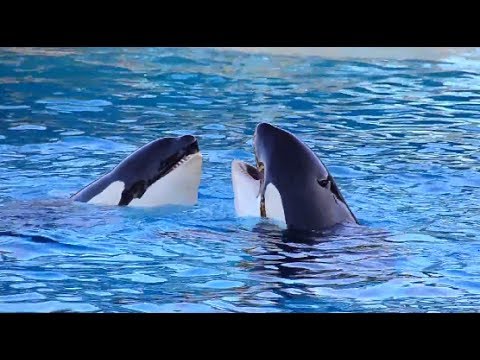 Kasatka & Orkid Fish Play