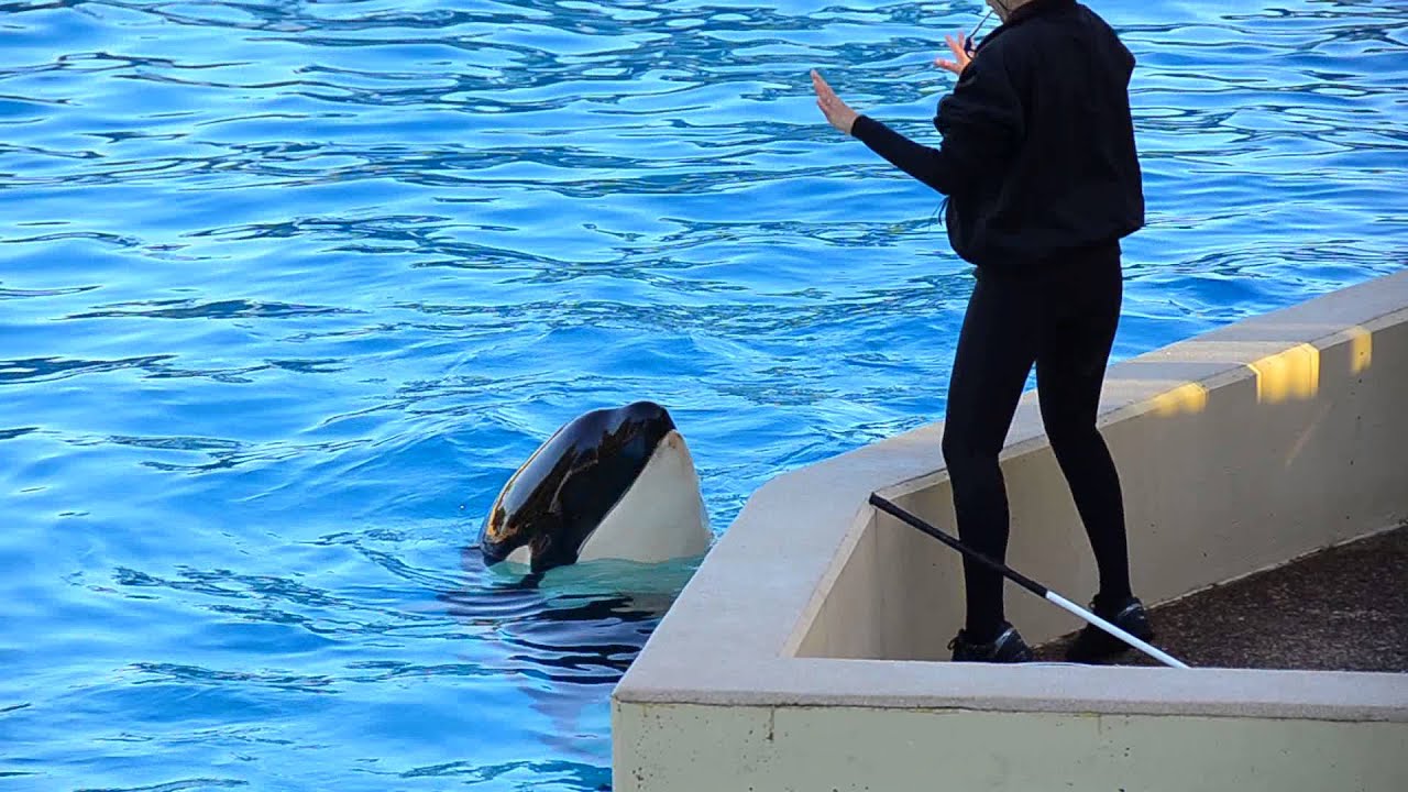 Kasatka & Orkid Fish Play - YouTube