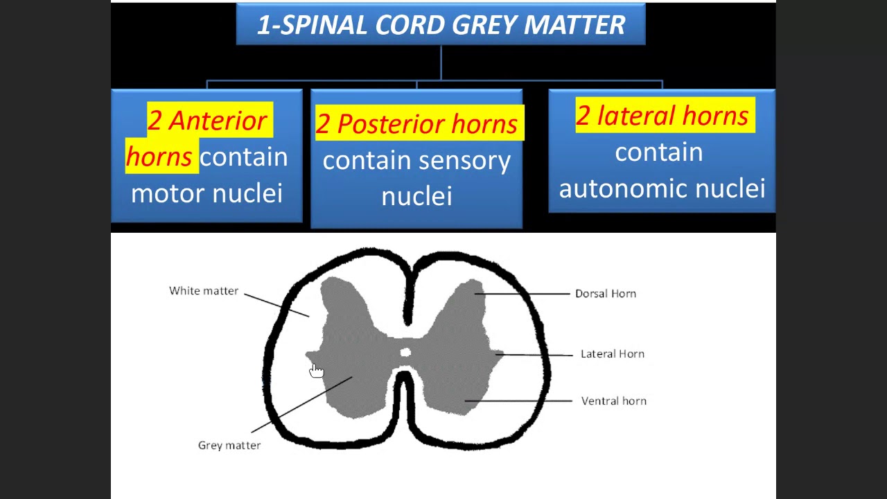 Ascending pathway (Lecture 3) - YouTube