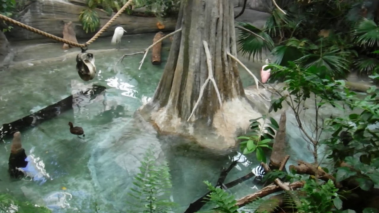 The Swamp - Brookfield Zoo - YouTube