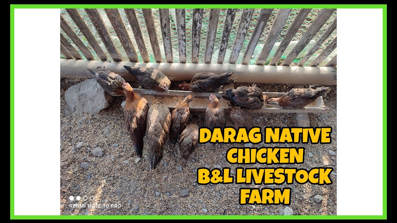 DARAG NATIVE CHICKEN ITO NA SILA/B&L LIVESTOCK FARM #buhayprobinsya ...