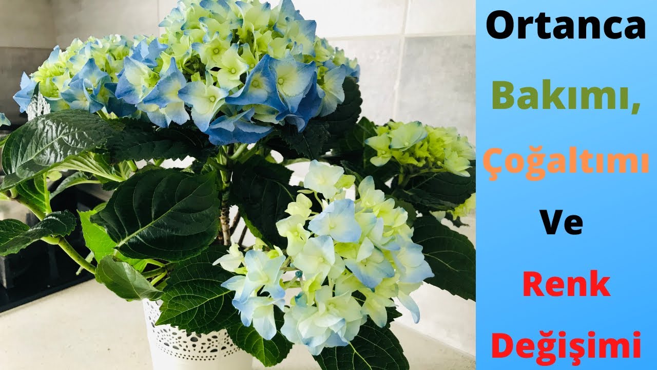 Ortanca Bakımı Ve çoğaltımı/Ortanca Renk Değişimi Çiçek Açtırma ...