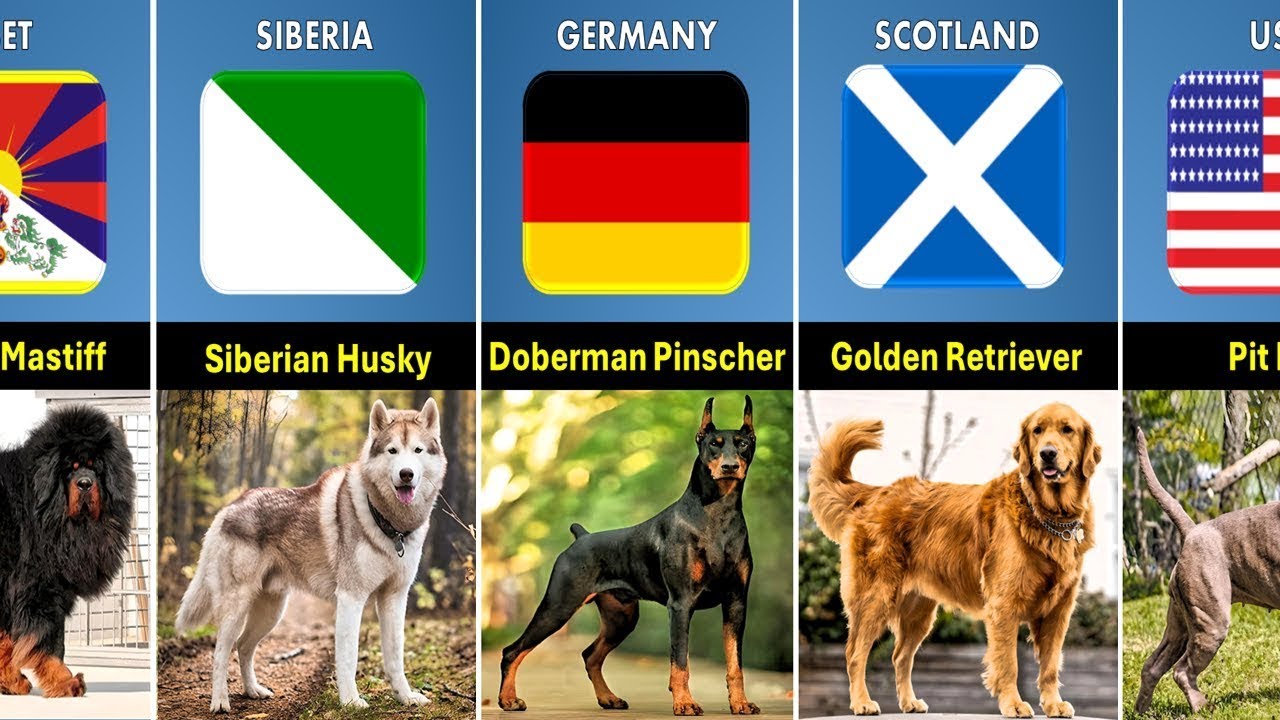 Dog Breeds From Difrent Countries | Insight Compare | - YouTube