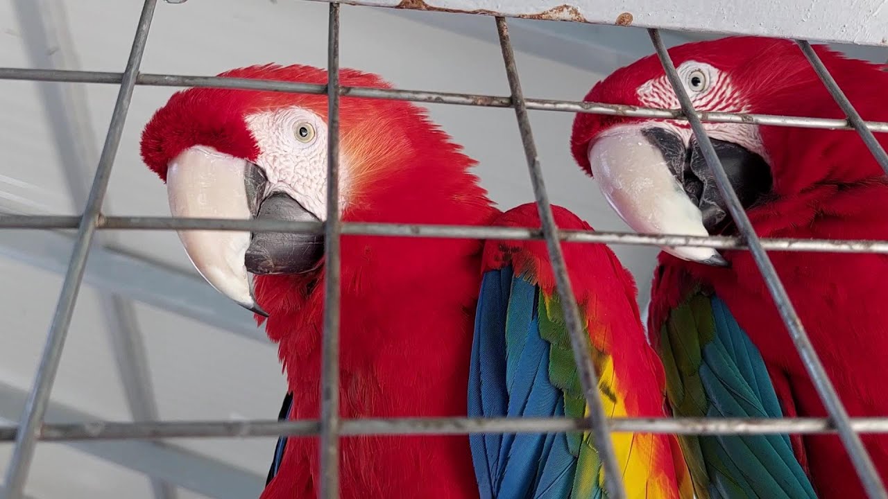 #231 PAPAGALI STACOJIU LA MICROREZERVATIA DIN CONSTANTA - ZOO ROMANIA ...