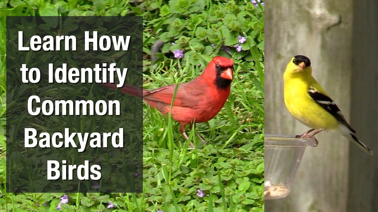 Learn How to Identify Common Backyard Birds - YouTube
