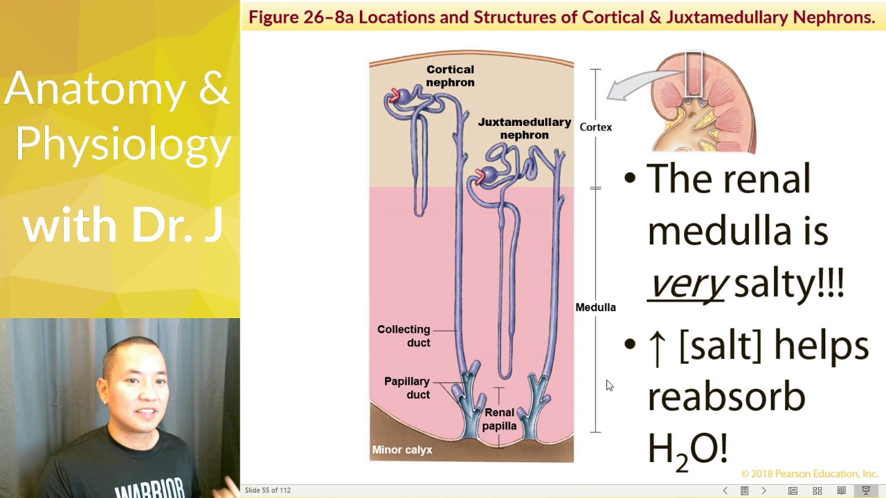 PHYL 142 | Urinary | The Nephron Loop (Loop of Henle) (2020) - YouTube