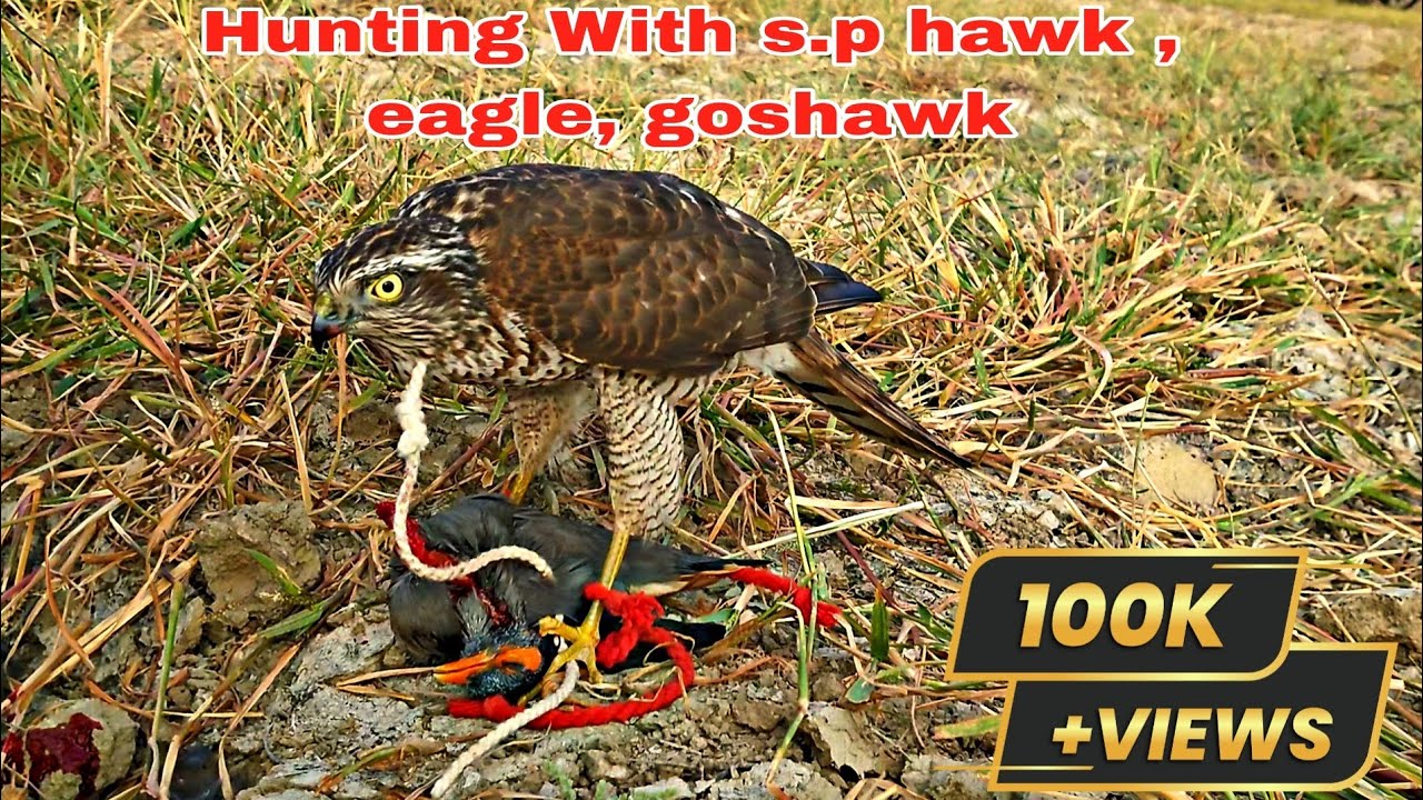 Hunting With Sparrowhawk || Incredible attack of goshawk, eagle, falcon ...