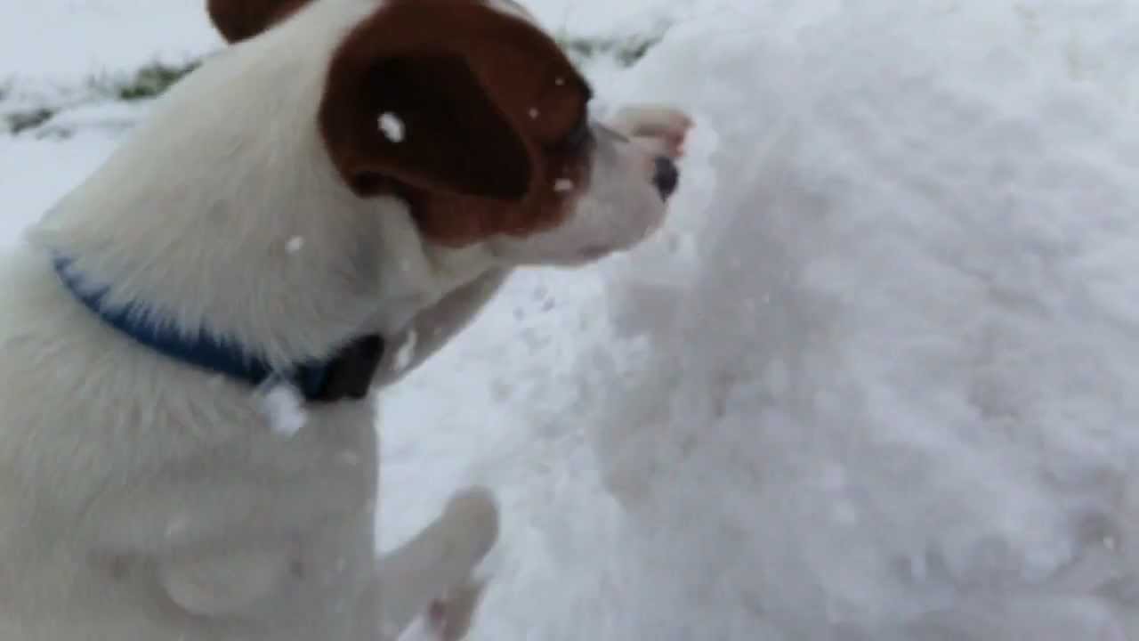 jack russell biting - YouTube
