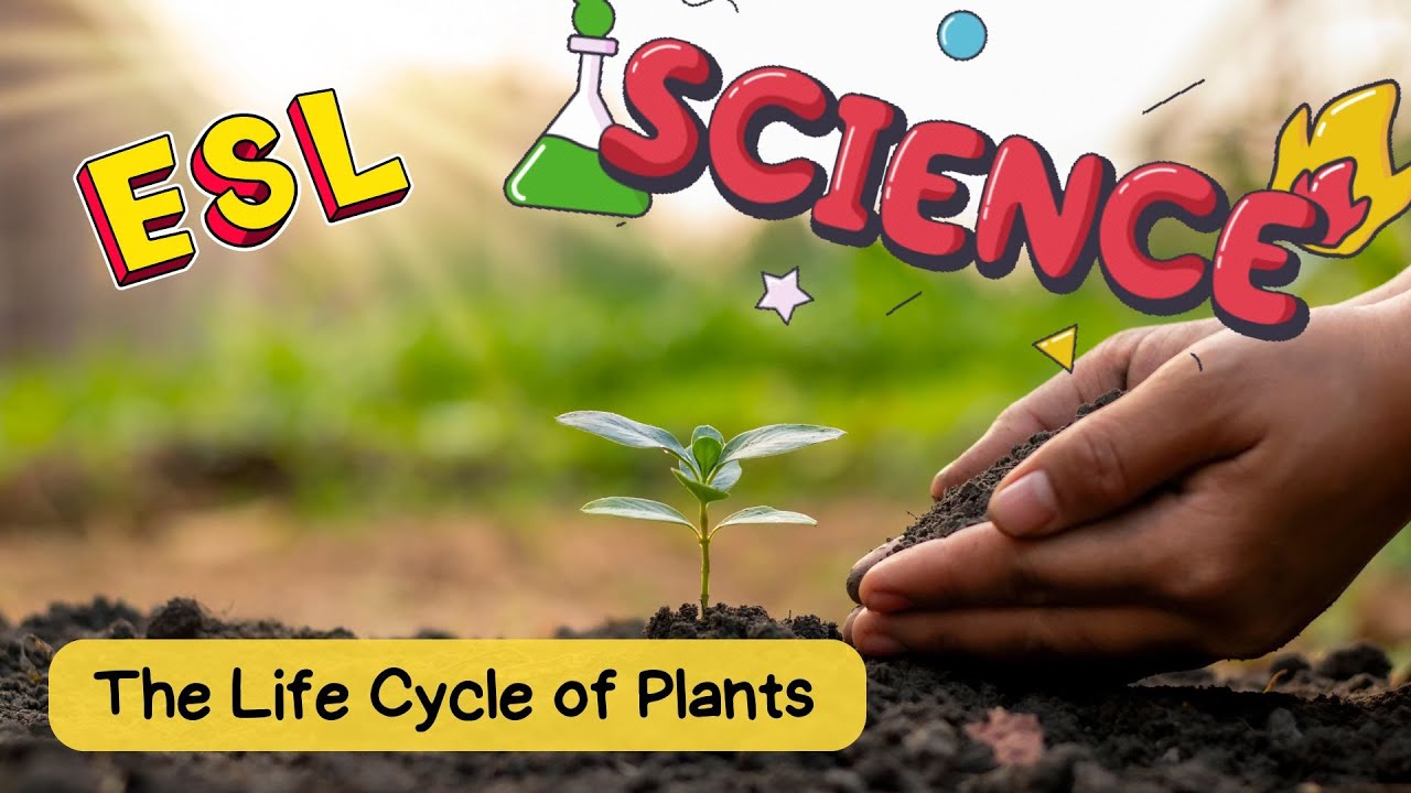 The Life Cycle of Plants: ESL Science Vocabulary Lesson for Beginners # ...