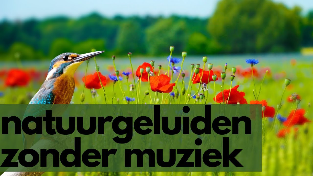 natuurgeluiden om te slapen | rustige muziek natuur met bos en water ...