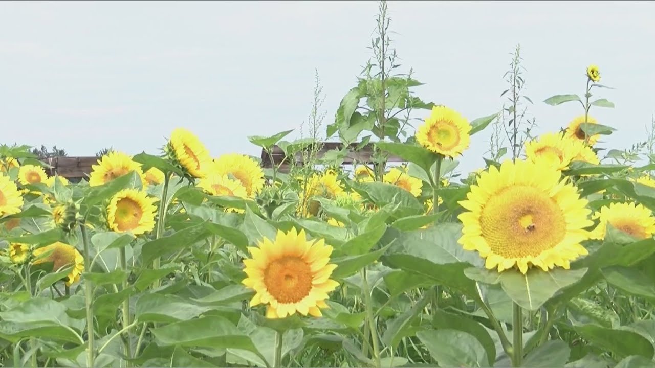 Sunflower season kicks off with fall crops looking good at Wickham ...