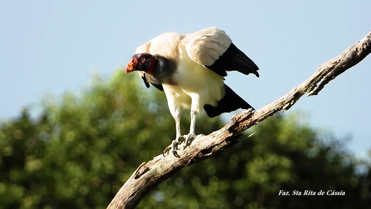 URUBU-REI ave rara (SARCORAMPHUS PAPA), kING VULTURE, CORVO-BRANCO ...