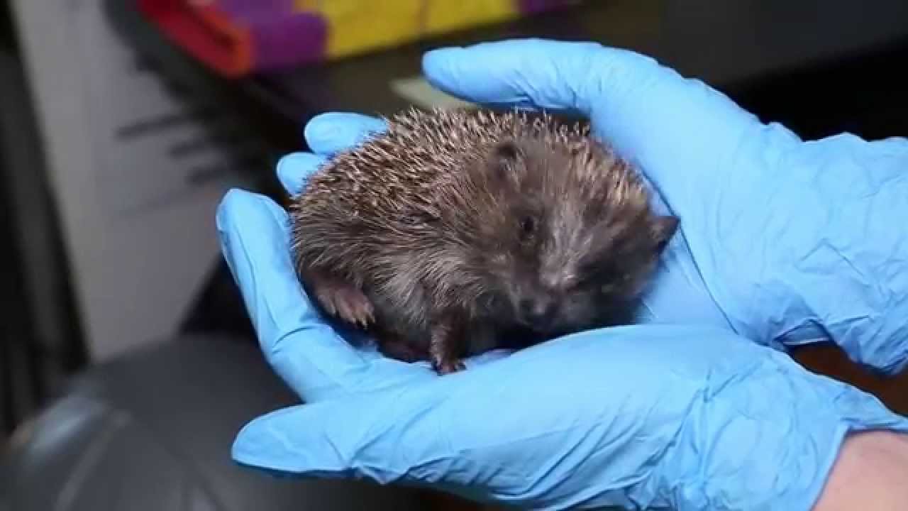 Harry the Hedgehog self-anointing - YouTube
