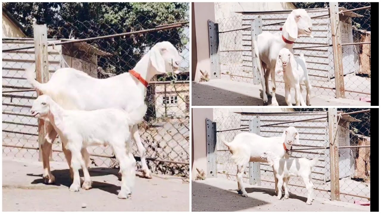 Jumbo size mundi Patira female with kid Sajid bhai jumma Navasari ...