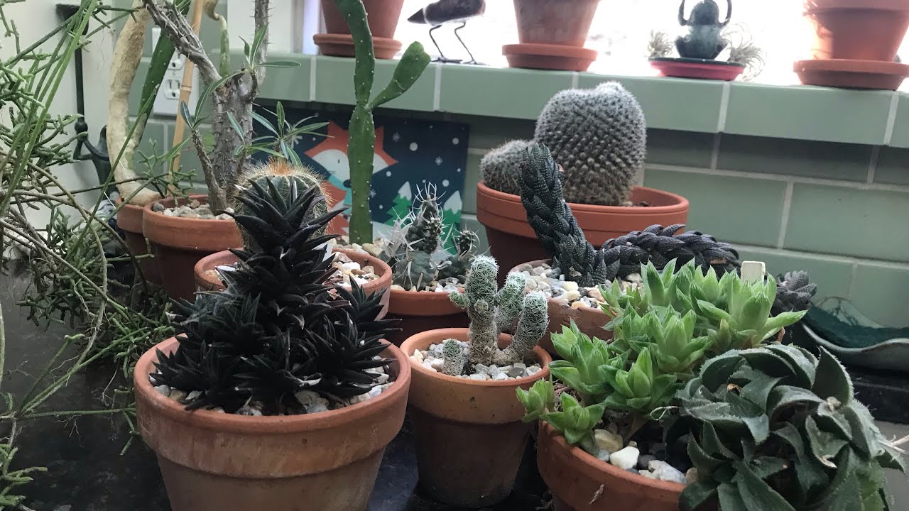 Uncommon Plants for Common Households: Cacti and Succulents - YouTube