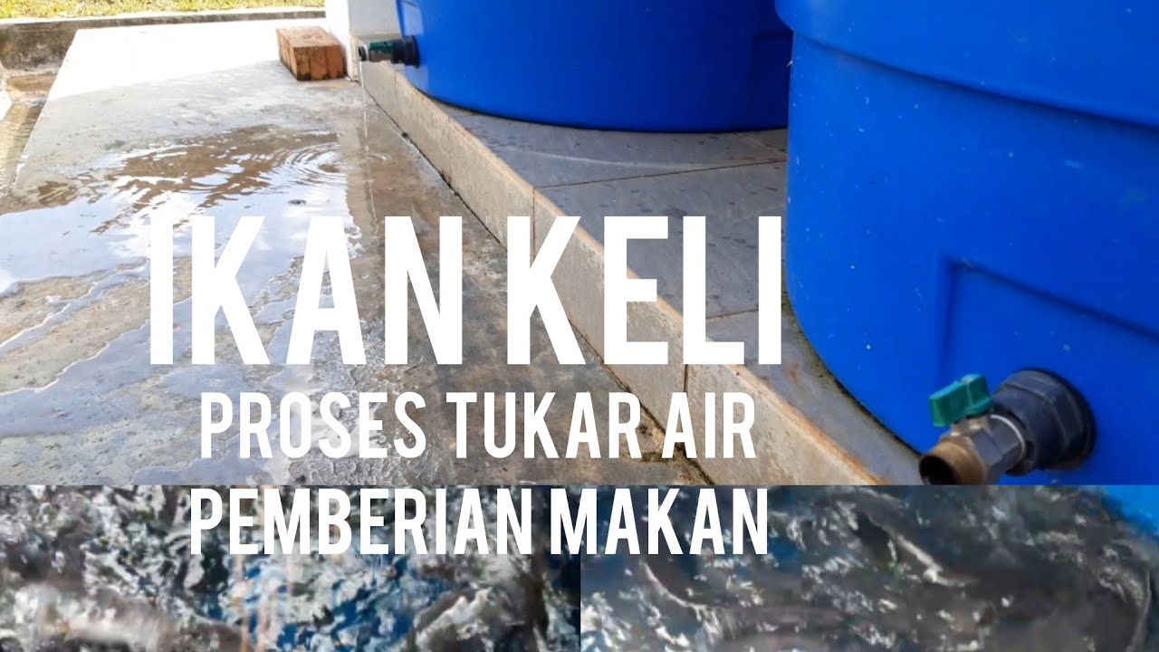 Penternakan Ikan Keli - YouTube