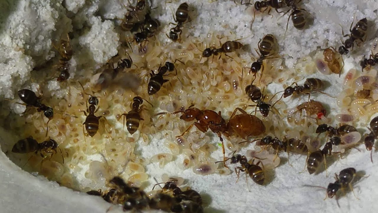 Lasius interjectus colony showcase - YouTube