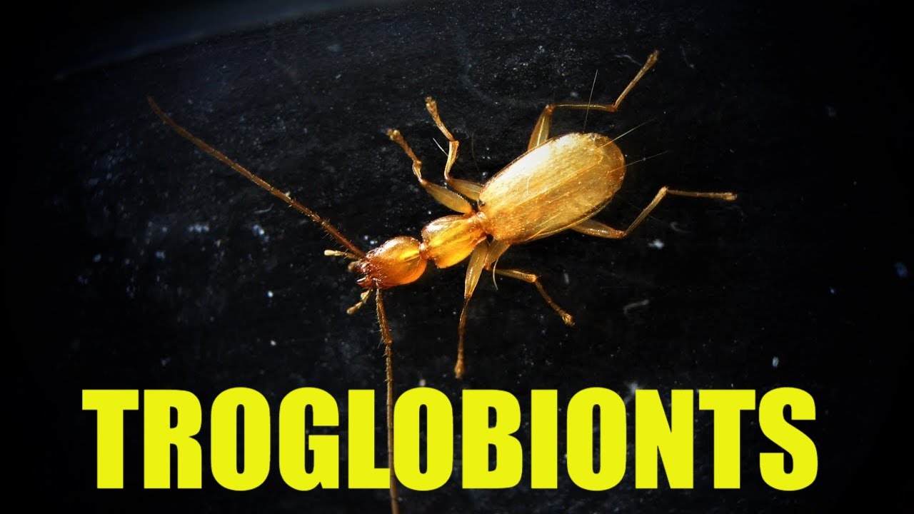 GRAN CANARIA's Underground World Is Full of TROGLOBITES! - YouTube
