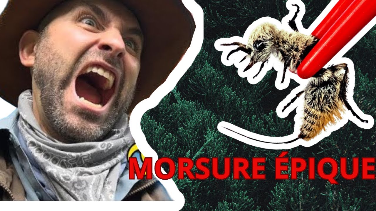 PIQUÉ PAR LA PLUS LONGUE PIQÛRE | FOURMIS TUEUSES DE VACHES VS MORSURE ...