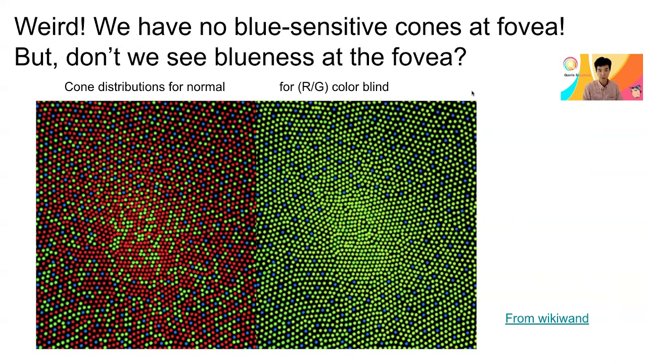 Wk 4-5 What is the properties of visual input information to the brain ...