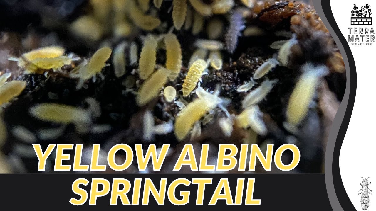 Introduction to YELLOW ALBINO SPRINGTAILS (Ceratophysella sp ...