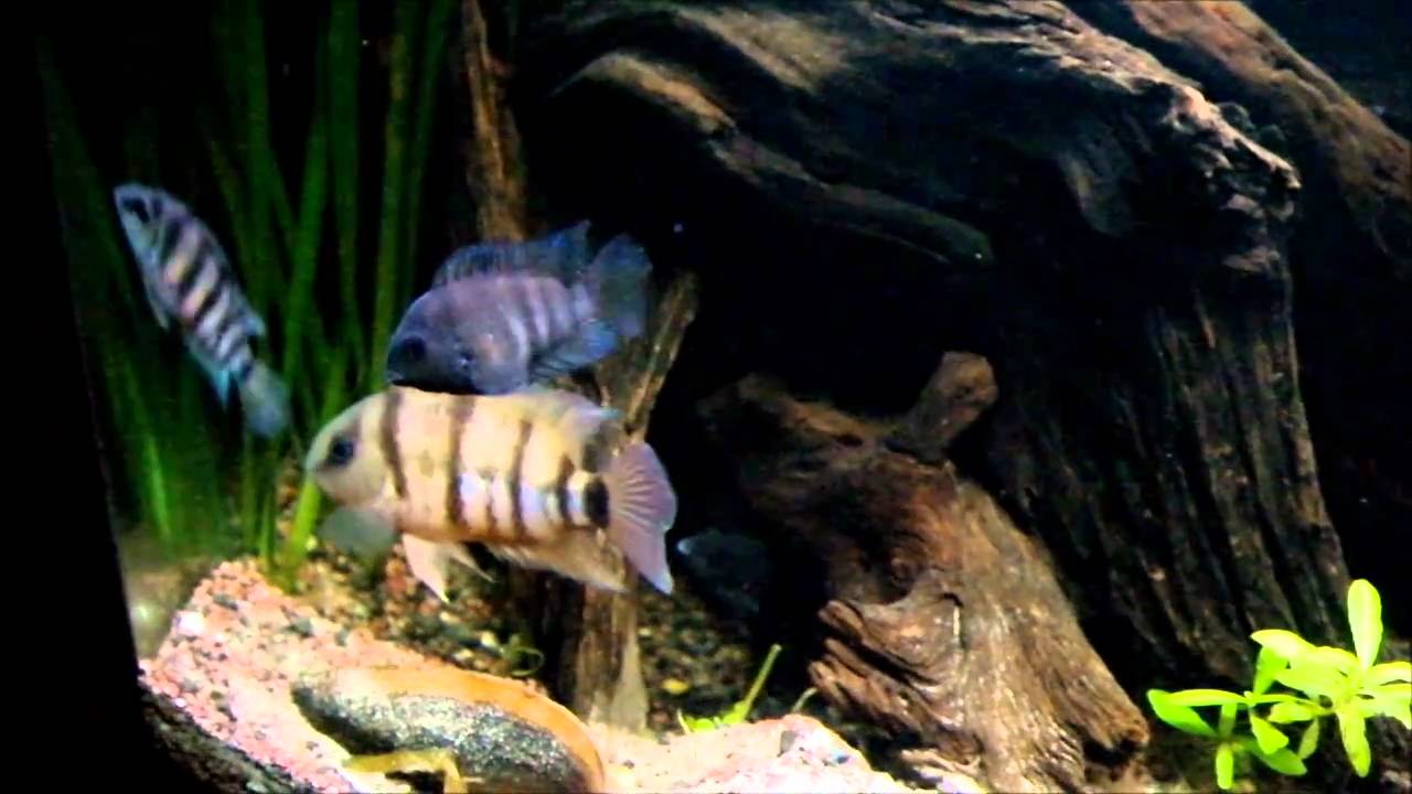 Cryptoheros cutteri part 1 - YouTube