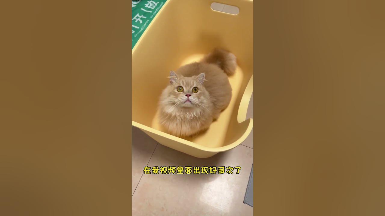 有的时候猫乱拉乱尿,真的不怪它们椰子大大 缅因猫 猫砂盆推荐 Youtube