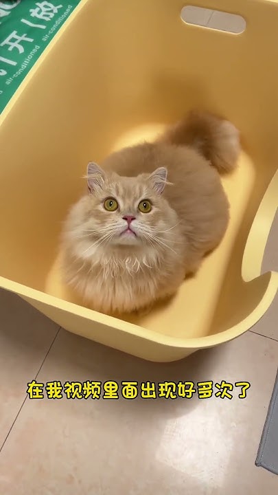 有的时候猫乱拉乱尿，真的不怪它们椰子大大 缅因猫 猫砂盆推荐 Youtube