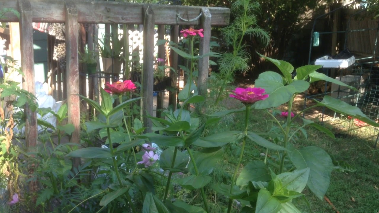Giant zinnia 4 1/2 foot giant cosmos flowers 5 foot tall great genetics ...
