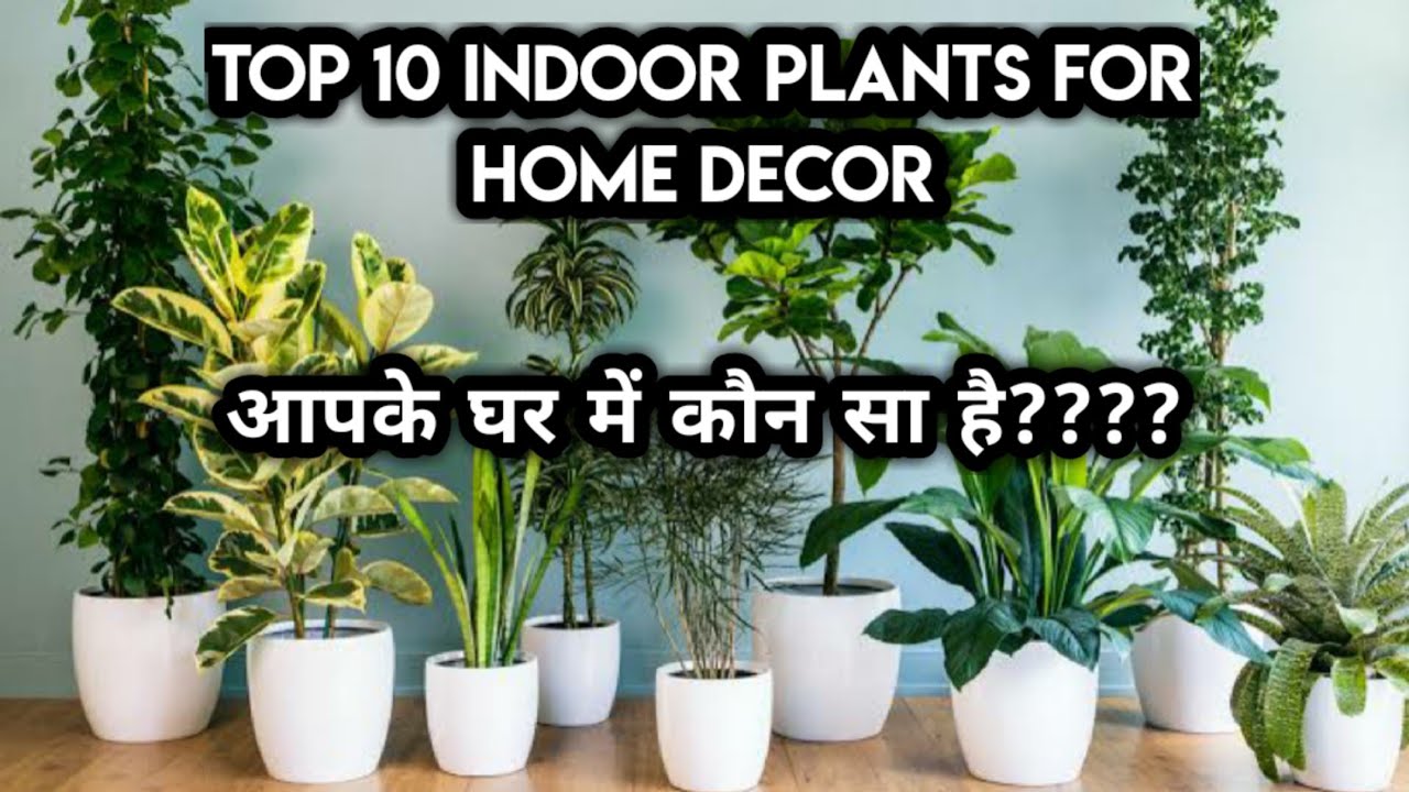 Top 10 Indoor Plants In India L Indoor Plants For Clear Air L Top 10 top-10-indoor-plants-in-india-l-indoor-plants-for-clear-air-l-top-10