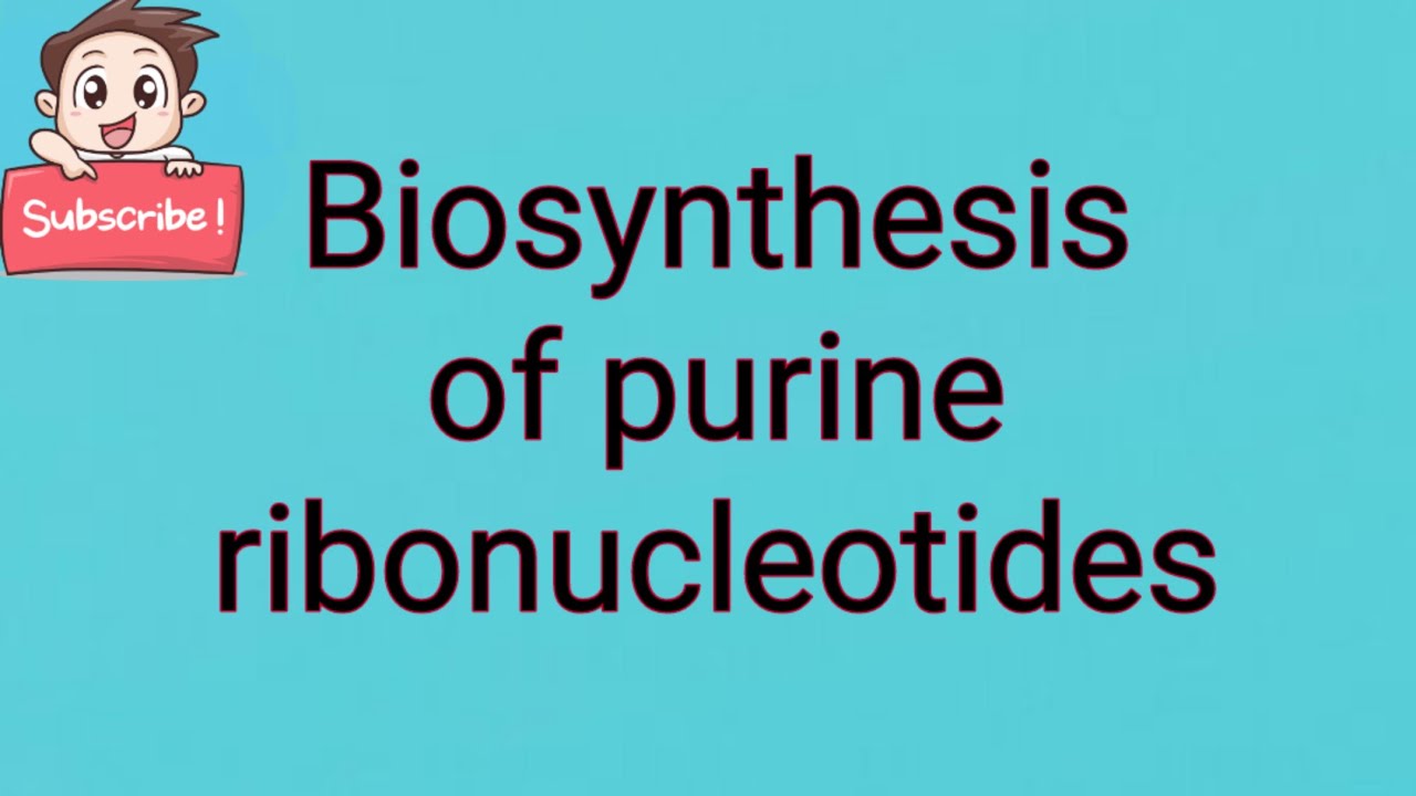 Biosynthesis of purine ribonucleotides - YouTube
