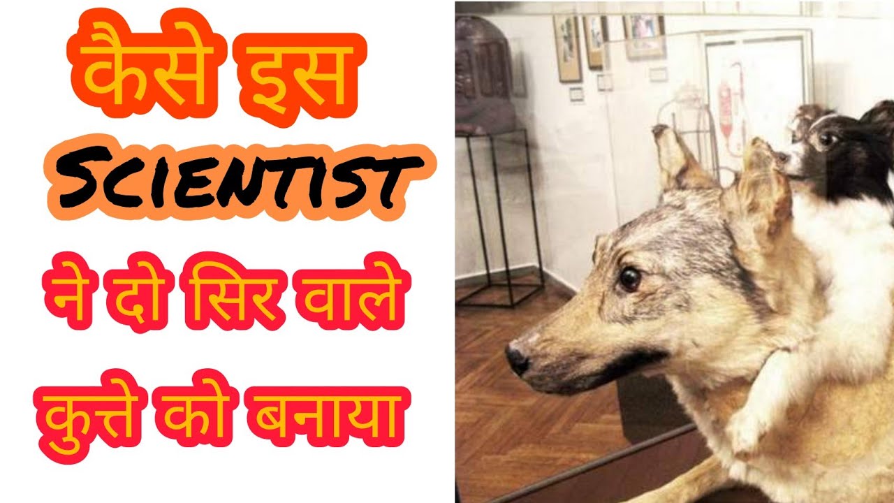 How #Dr._Vladimir_Demikhov actually made a two-headed Dog.#Two_headed ...