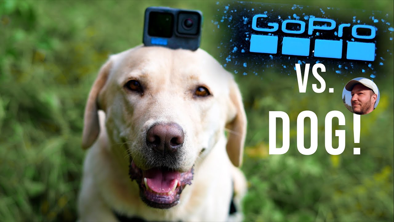 GoPro vs Dog - the most EXTREME image stabilization test - YouTube